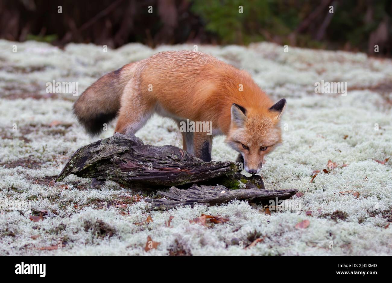 Red fox with a bushy tail walking in the forest in autumn in Algonquin ...