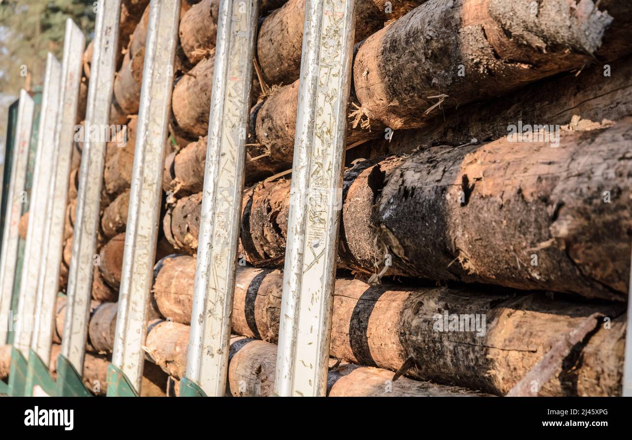 Stack of felled trees on a trailer ready for transportation Stock Photo ...