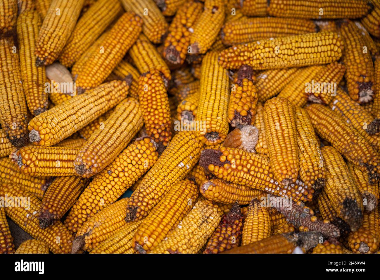 Ukrainian corn hi-res stock photography and images - Alamy