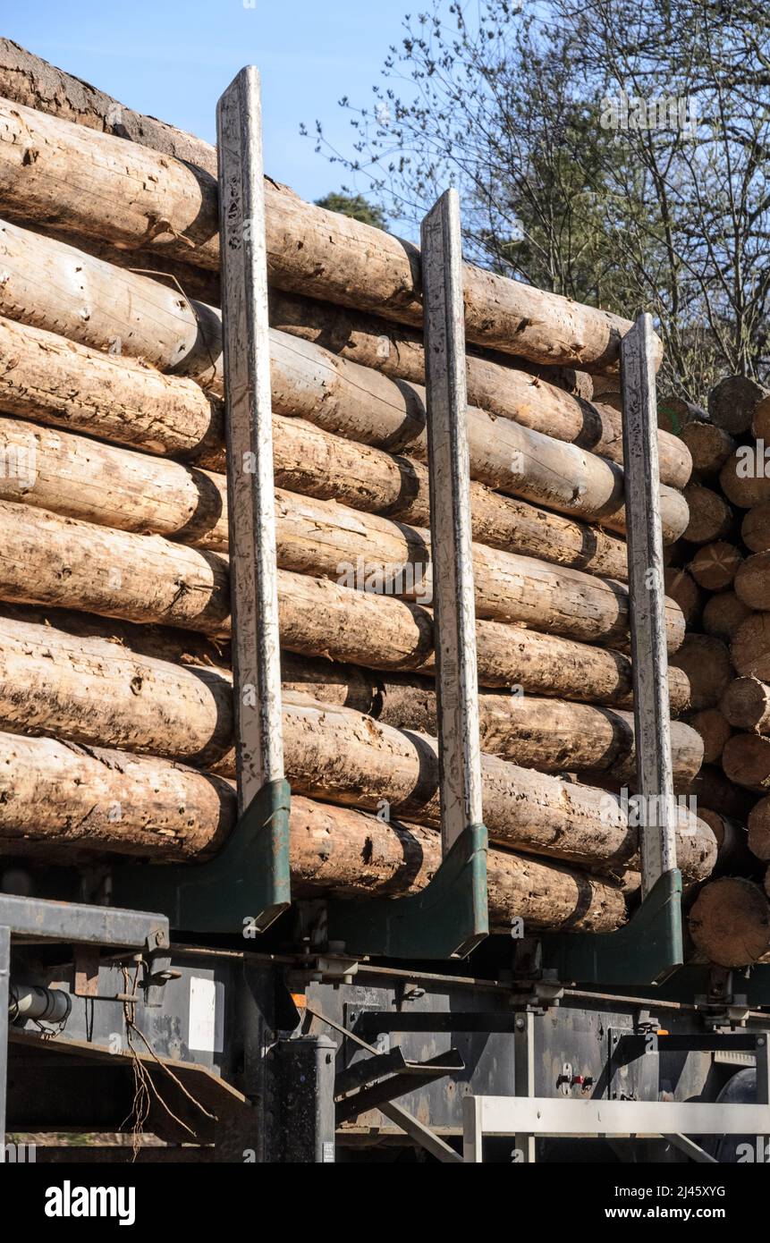 Stack of felled trees on a trailer ready for transportation Stock Photo ...