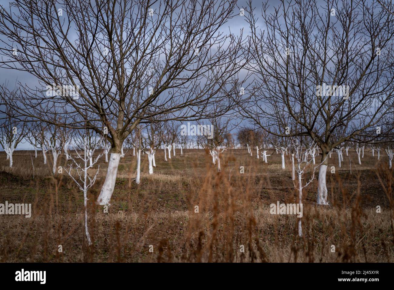 Ukrainian agriculture hi-res stock photography and images - Alamy