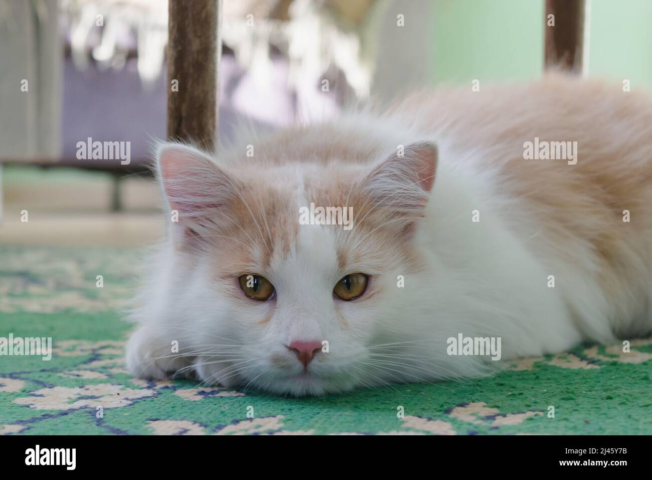 A sad fluffy white-red cat with sore eyes lies on the floor and looks ...