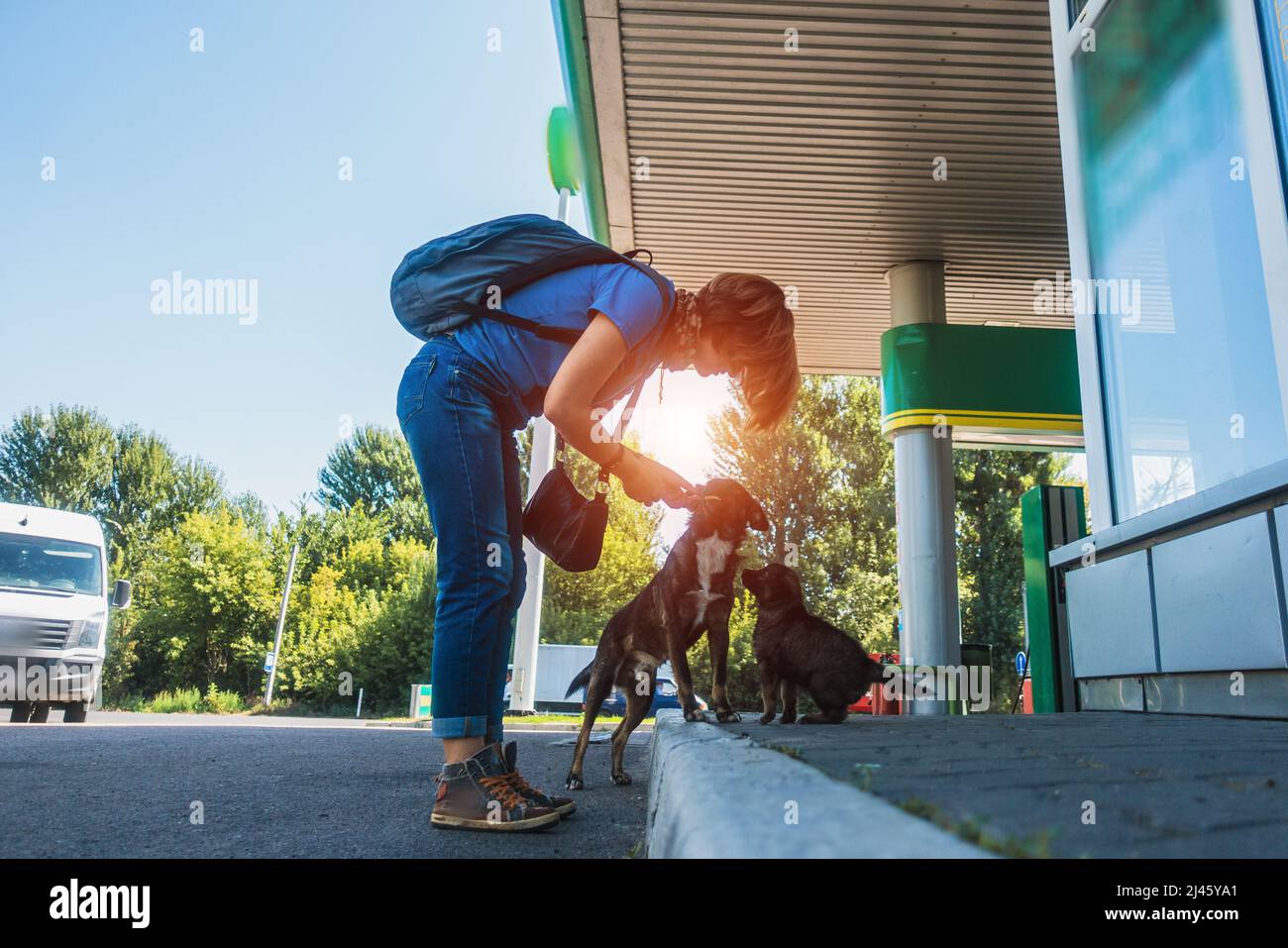 The girl feeds stray dogs Stock Photo - Alamy