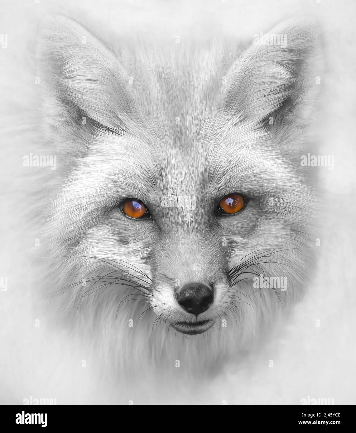 Red Black And White Fox