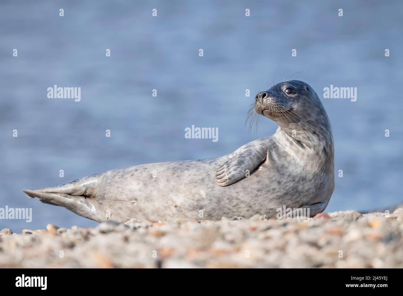 Seal on pebble beach hi-res stock photography and images - Alamy