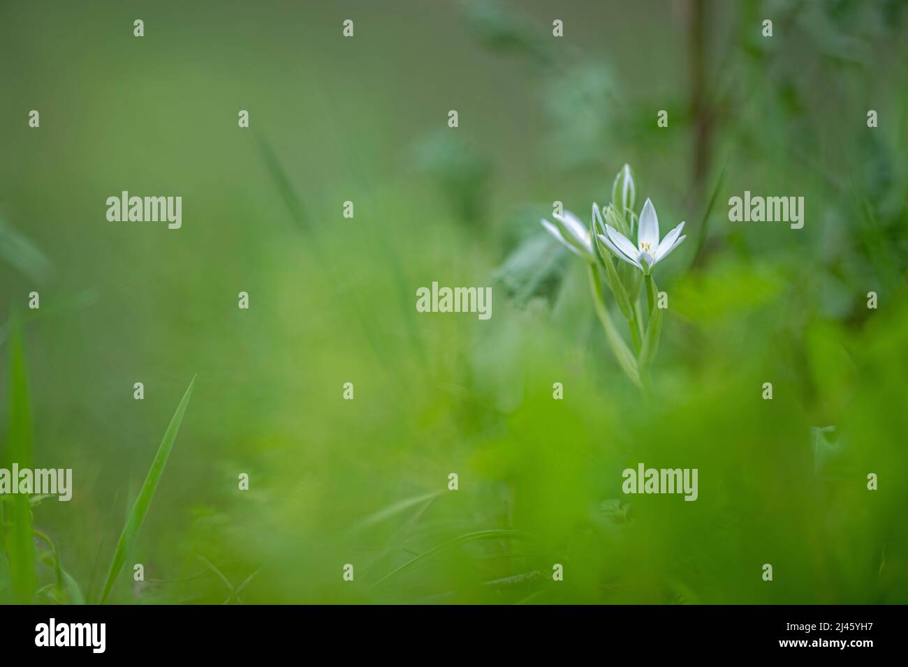 FIRST FLOWERS OF THE SPRING BLOSSOM Stock Photo - Alamy