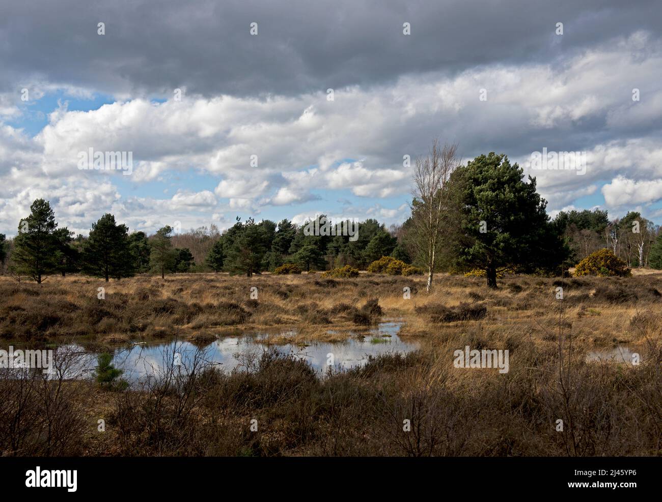 Skipwith Common, North Yorkshire, England UK Stock Photo - Alamy