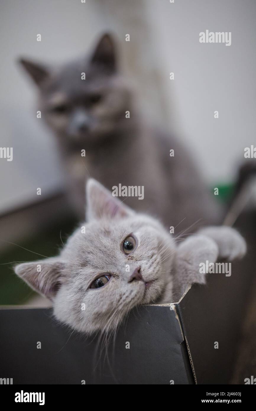 Two grey kittens of the British breed are sitting in a box Stock Photo ...