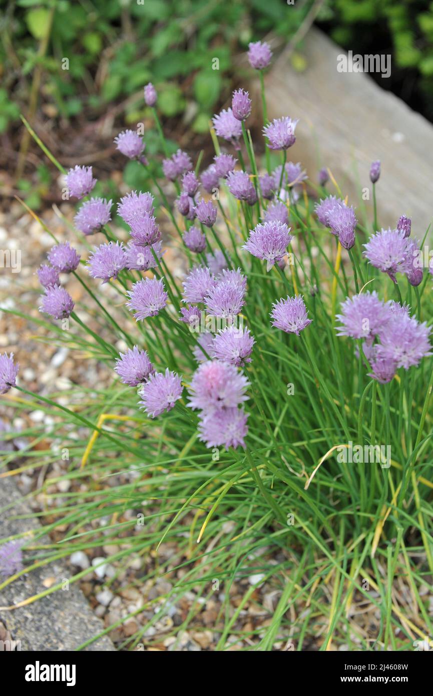 Pink chives (Allium schoenoprasum) blooms in a garden in May Stock ...