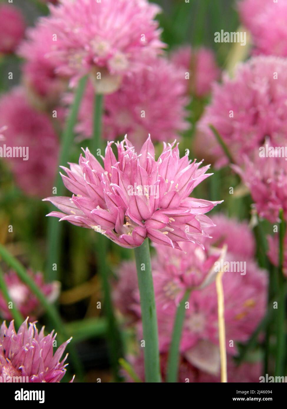 Pink chives (Allium schoenoprasum) Forescate blooms in a garden in May ...