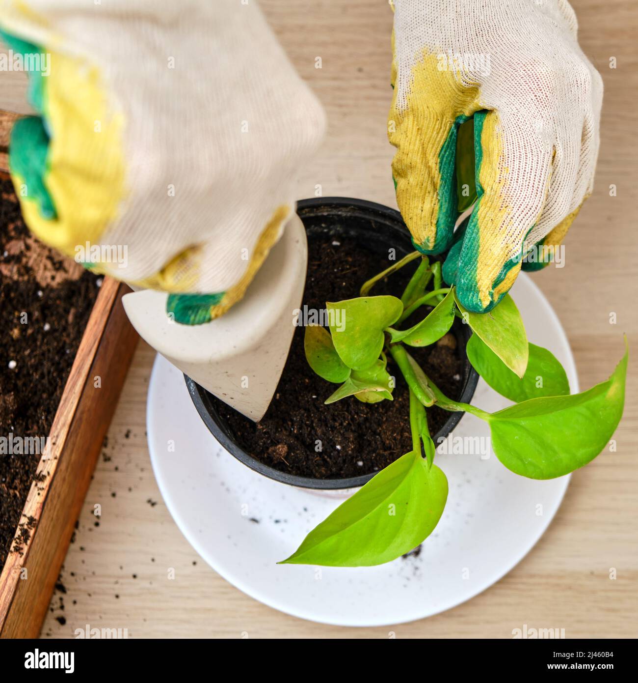 Woman working in home garden, scindapsus neon plant . Transplanting ...