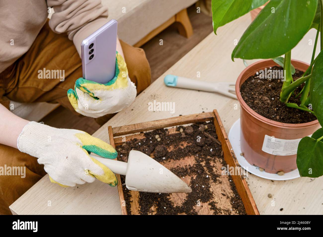 A woman gardener holds phone in her hands for online learning about plants. Blogger takes video ...