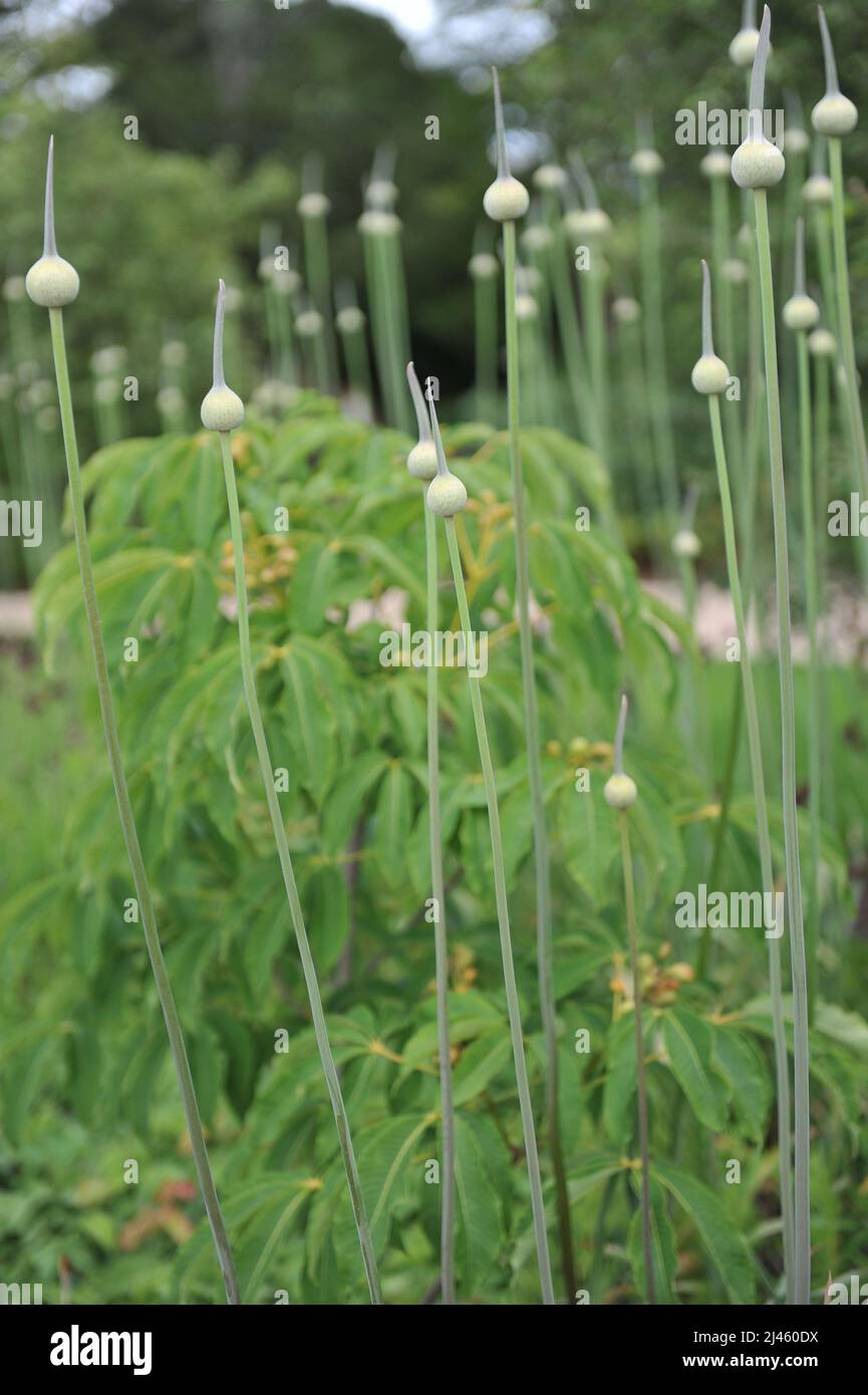 Extremely tall Allium Summer Drummer prepares to bloom in a garden in ...