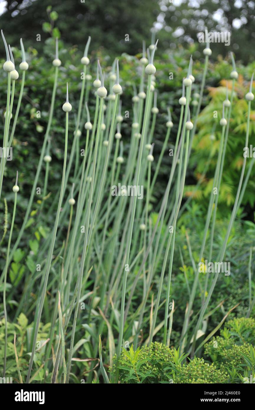 Extremely tall Allium Summer Drummer prepares to bloom in a garden in ...