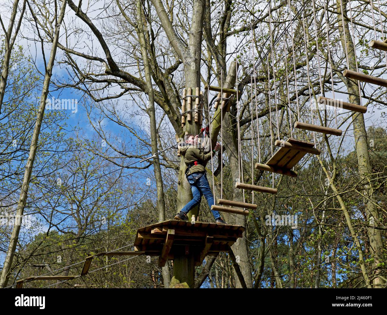 Boy tacking the Go Ape tree-top challenge, Coombe Abbey, Warwickshire ...