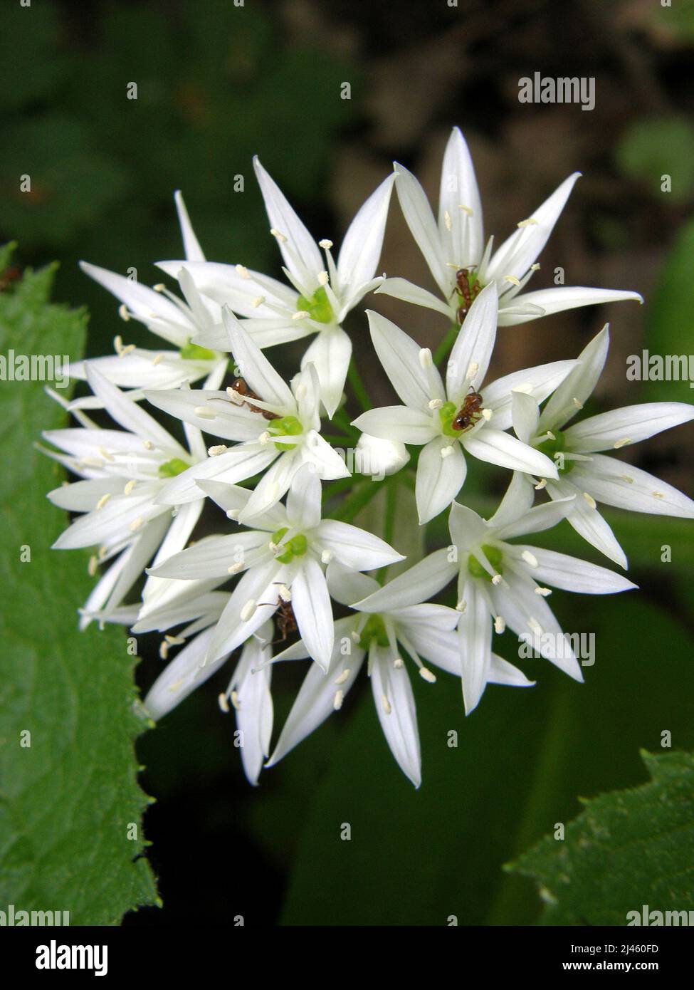 Ramsons (Allium ursinum) blooms in a garden in May Stock Photo - Alamy
