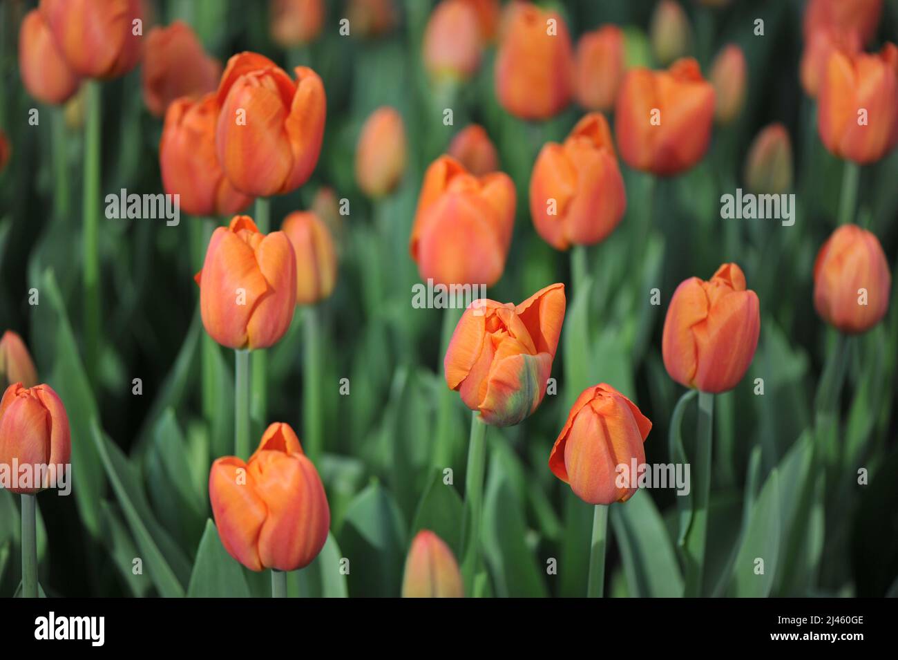 Orange Triumph tulips (Tulipa) Delta Storm bloom in a garden in March ...