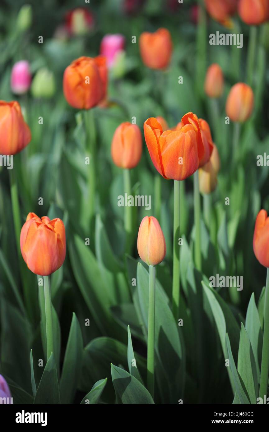 Delta storm hi-res stock photography and images - Alamy