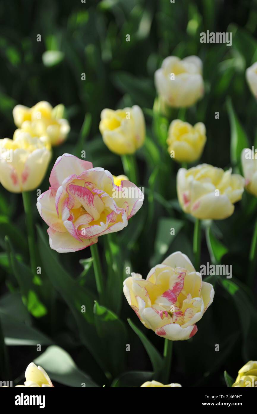 Creamy-yellow with pink blush Double Late tulips (Tulipa) Double Shake bloom in a garden in ...