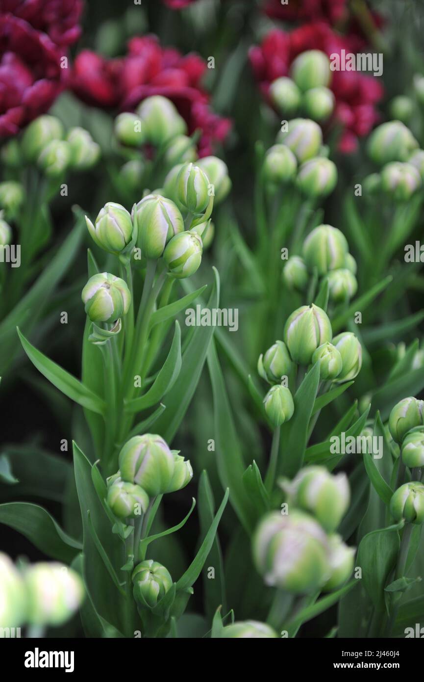 White and pink multi-flowered Double Late tulips (Tulipa) Double ...