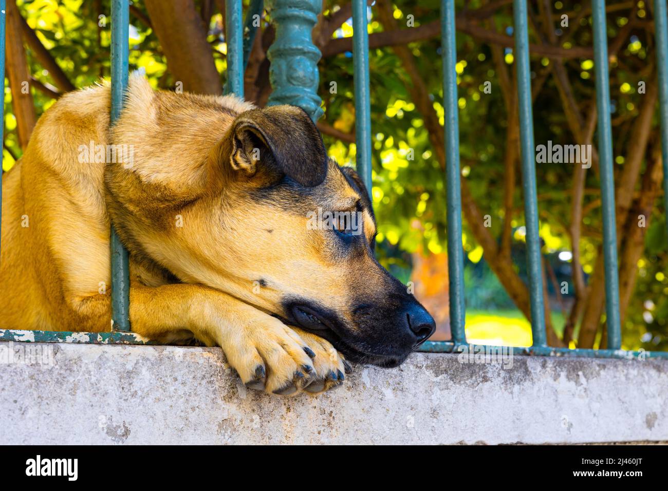 Portrait of a stray dog. An unhappy or sad dog behind the fences of an ...
