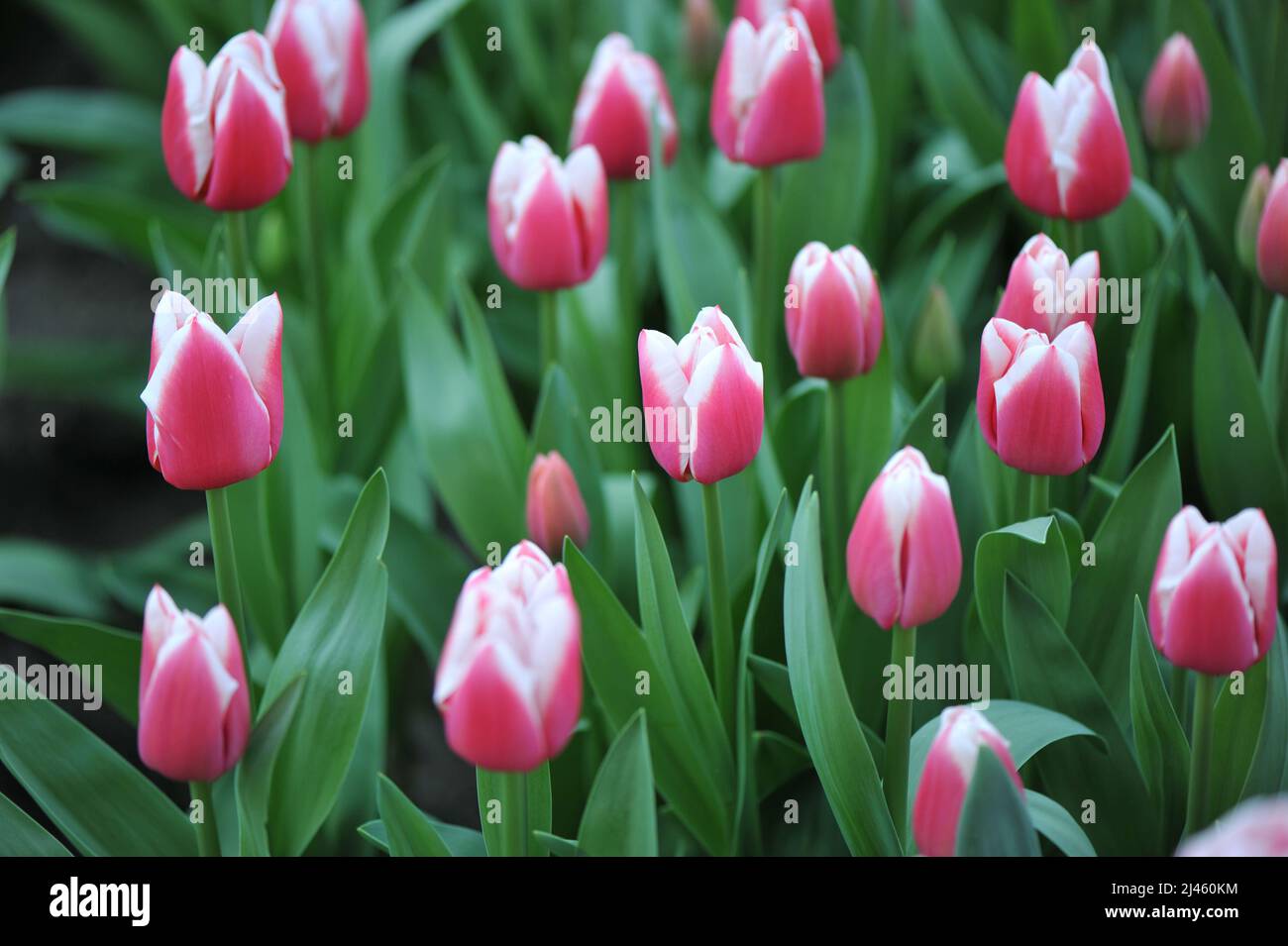 Pink and white Triumph tulips (Tulipa) Dutch Design bloom in a garden ...