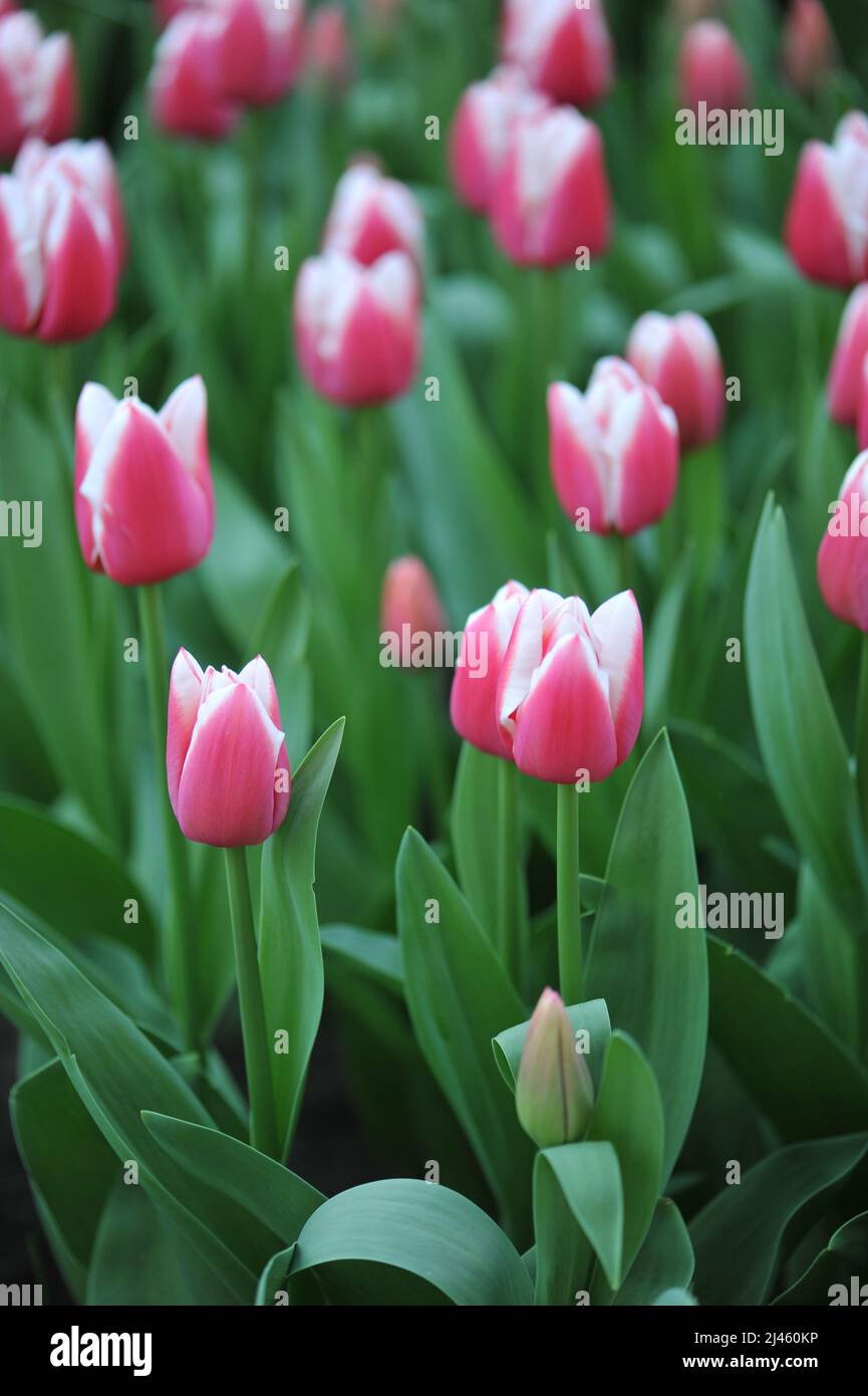 Pink and white Triumph tulips (Tulipa) Dutch Design bloom in a garden ...