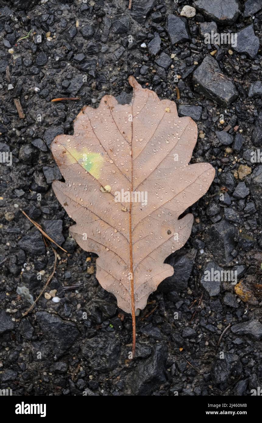 One autumn leaf hi-res stock photography and images - Alamy