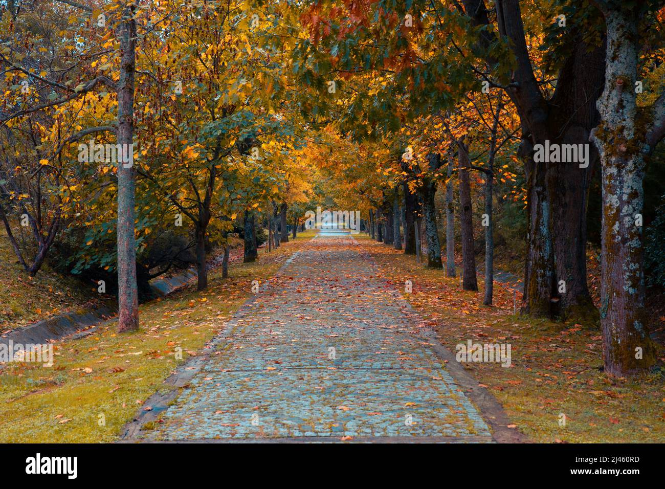 Autumn scene. A road in the forest with fallen leaves in fall season ...