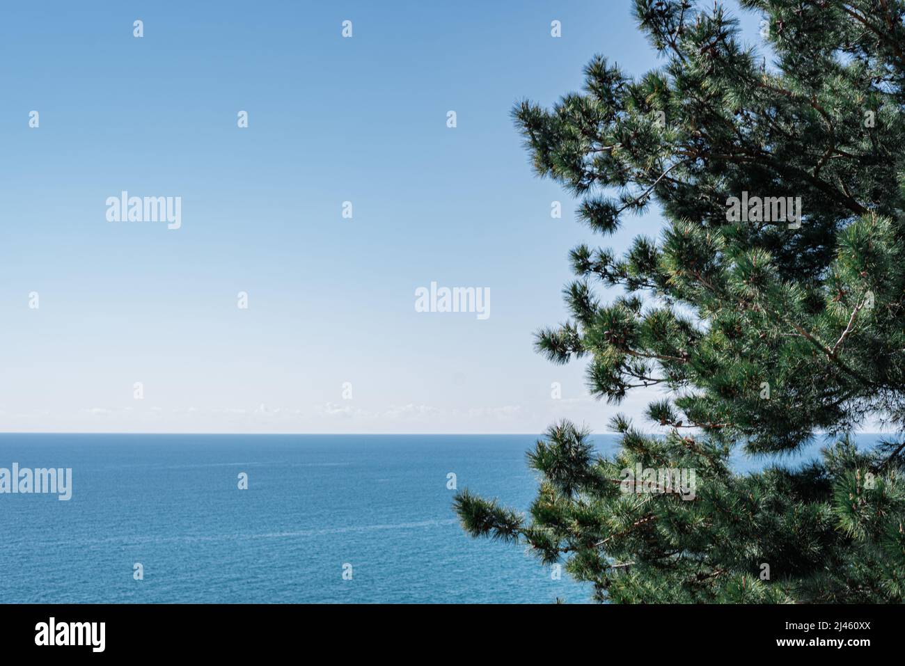 Beautiful nature background with branch of pinus pinaster above the ...