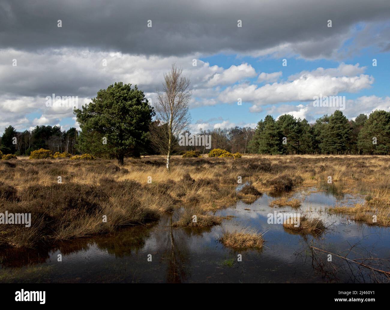 Rain-clouds over Skipwith Common, North Yorkshire, England UK Stock ...