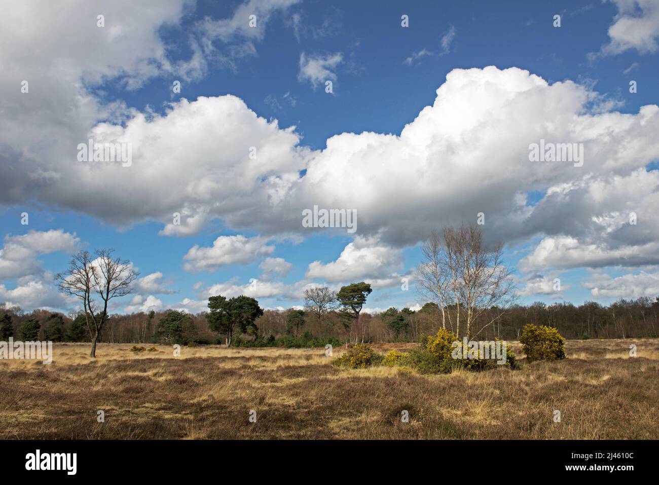 Skipwith Common, North Yorkshire, England UK Stock Photo - Alamy