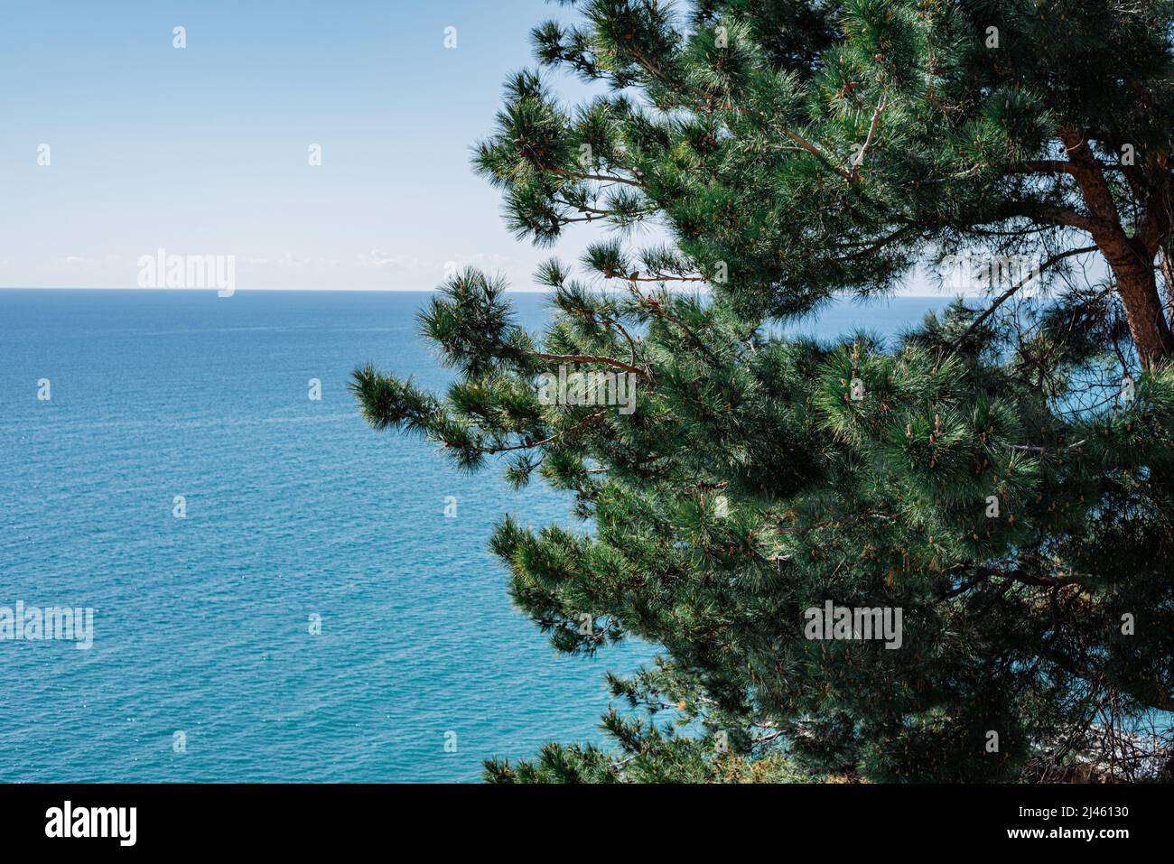 Beautiful nature background with branch of pinus pinaster above the ...