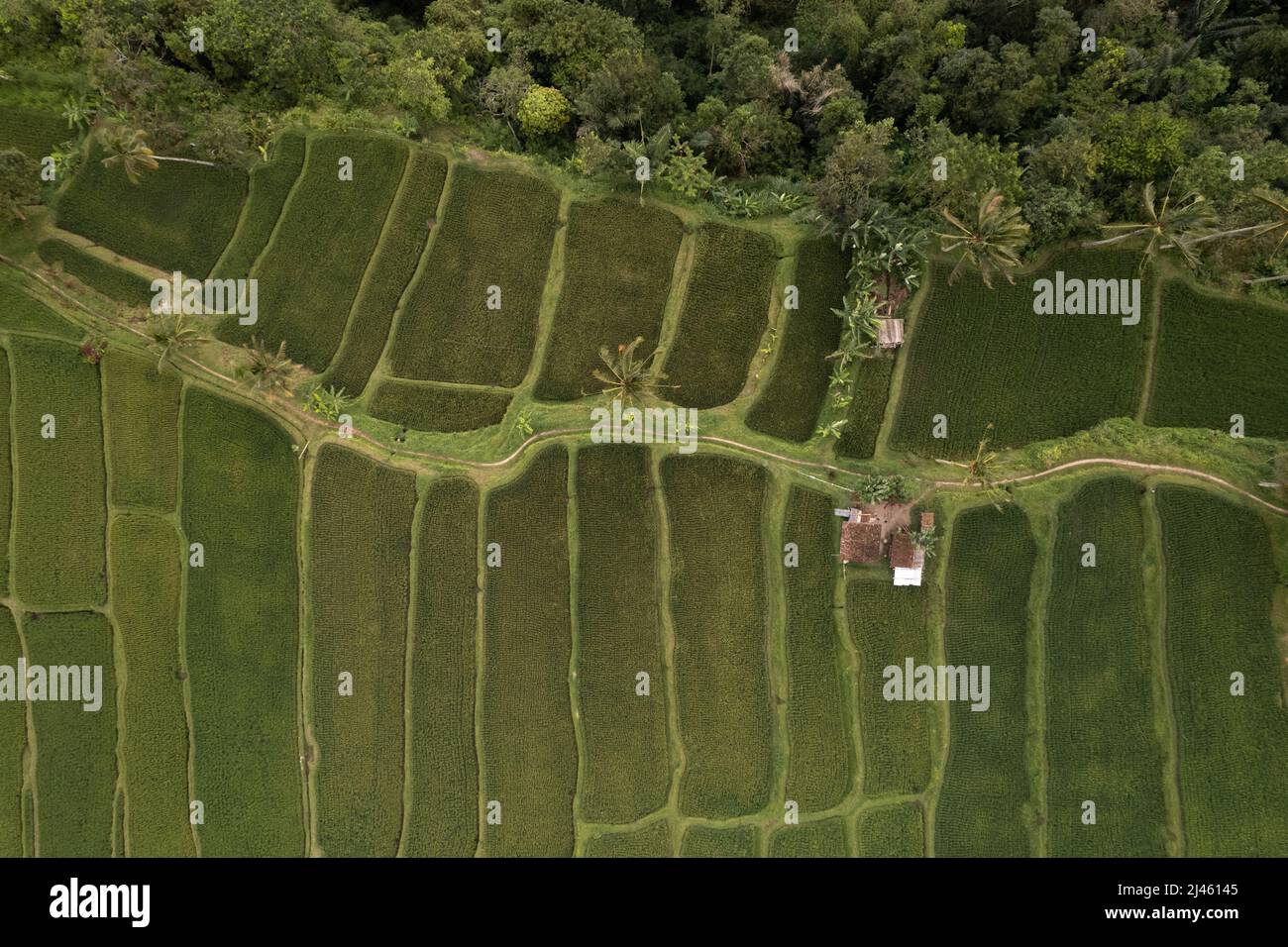 Rice field view hi-res stock photography and images - Alamy