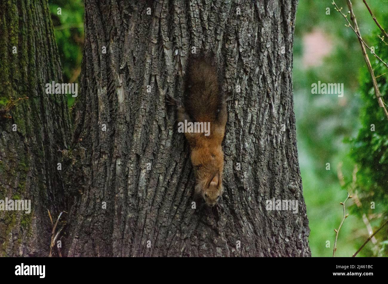 A Eurasian Red Squirrel ( Sciurus vulgaris ) on a tree in the forests ...