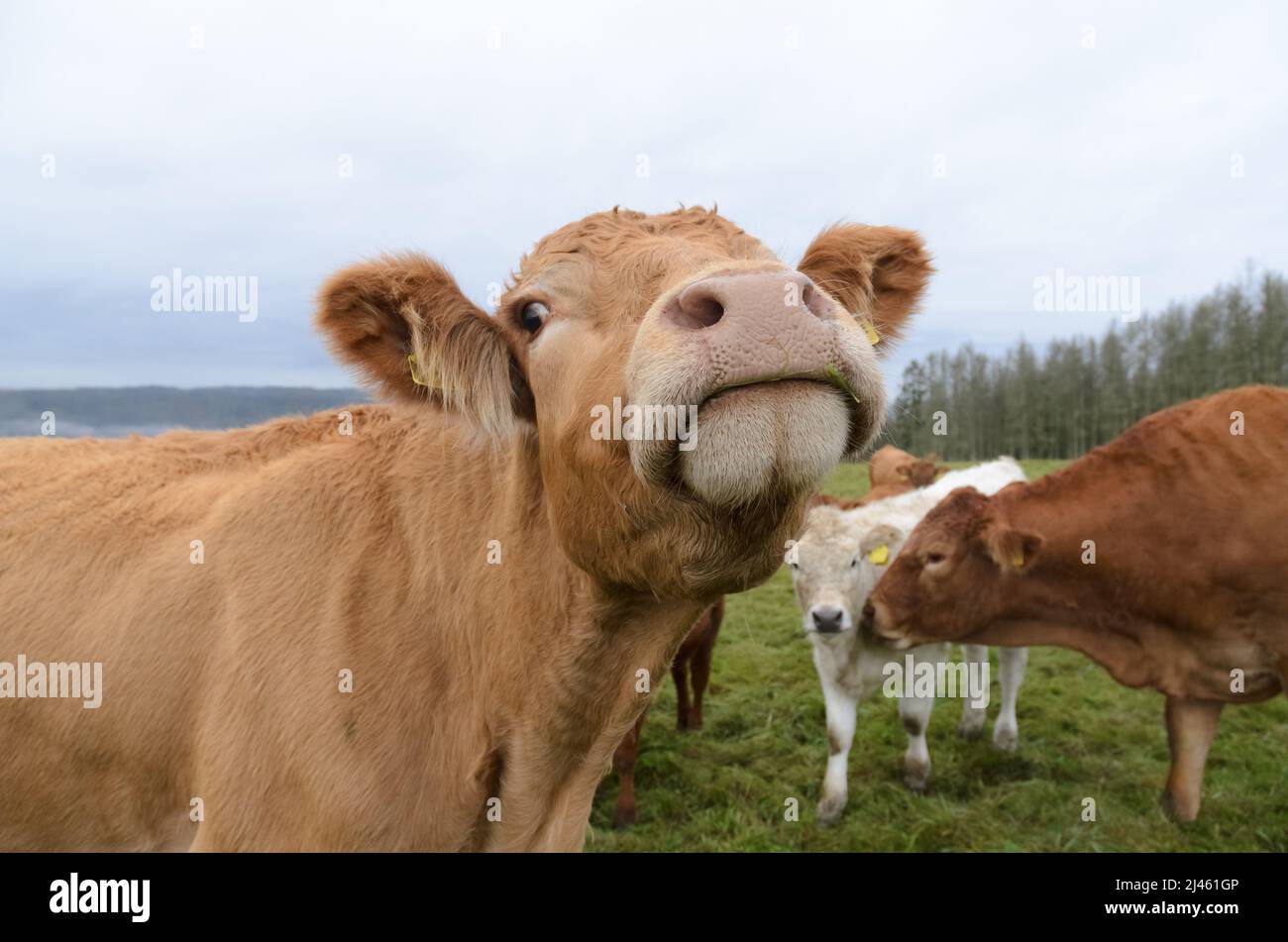 Domestic cows hi-res stock photography and images - Alamy