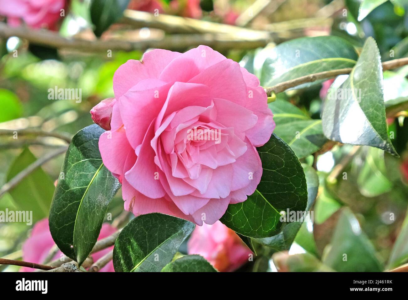 Joe nuccio hi-res stock photography and images - Alamy