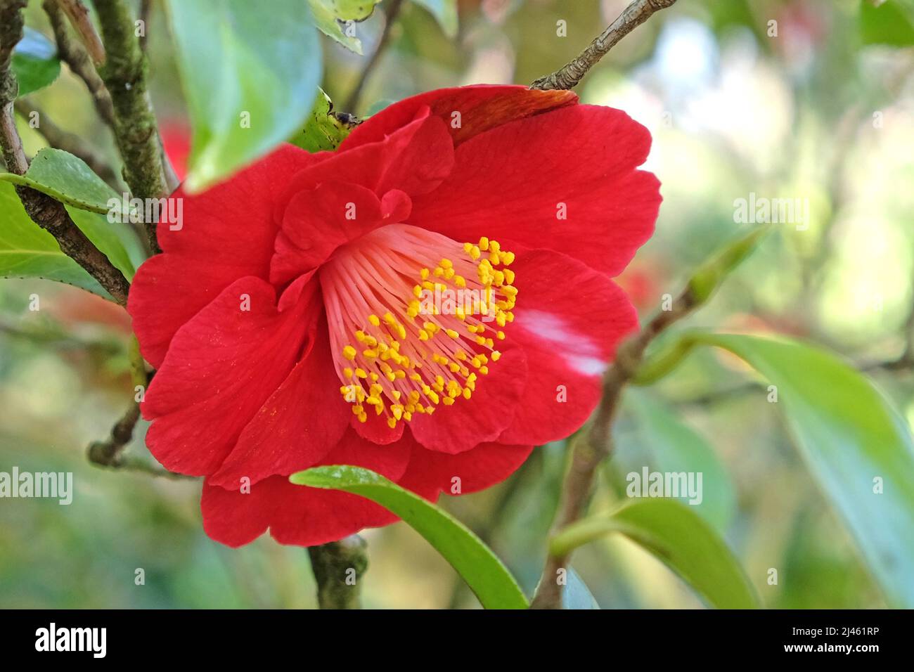 Red Camellia japonica ‘Alexander Hunter’ in flower Stock Photo - Alamy
