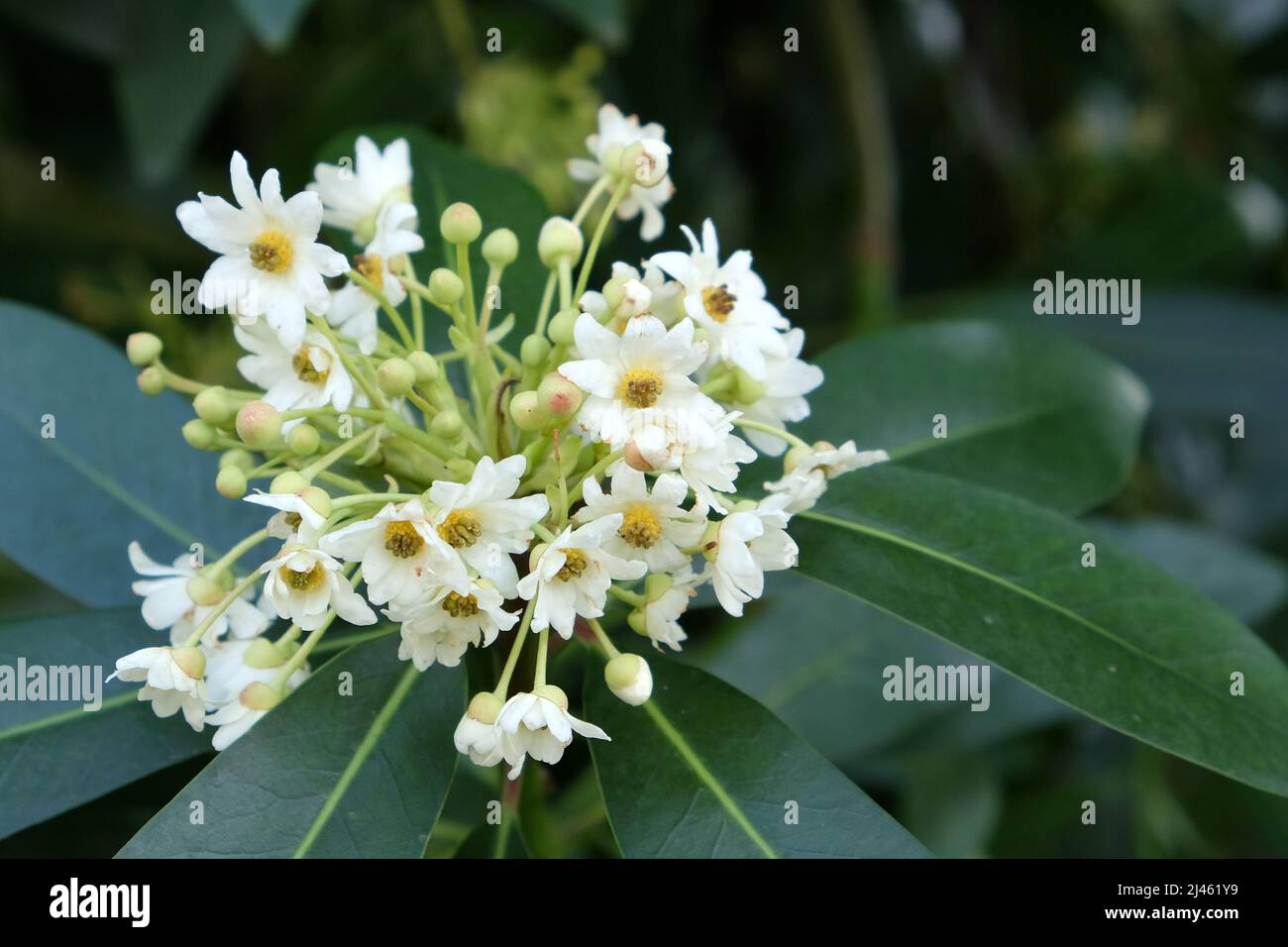 Drimys winteri hi-res stock photography and images - Alamy