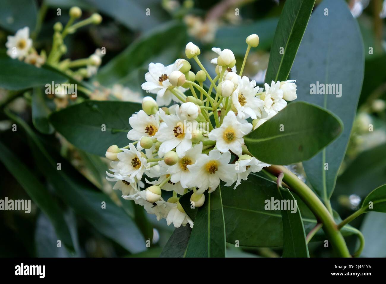 Drimys winteri, the winter's bark or canelo in flower Stock Photo - Alamy