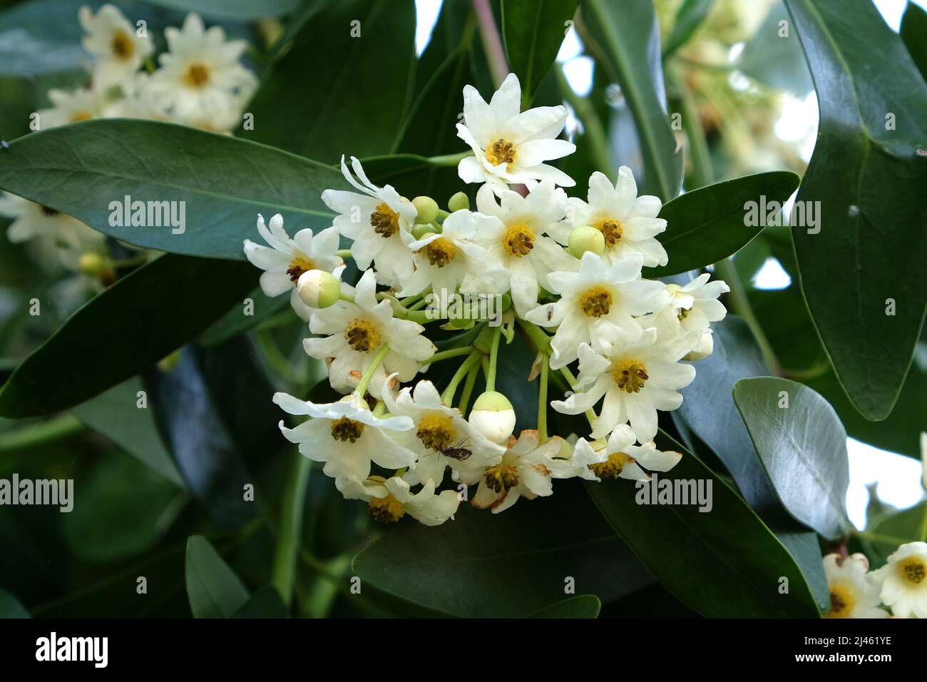 Drimys winteri, the winter's bark or canelo in flower Stock Photo - Alamy