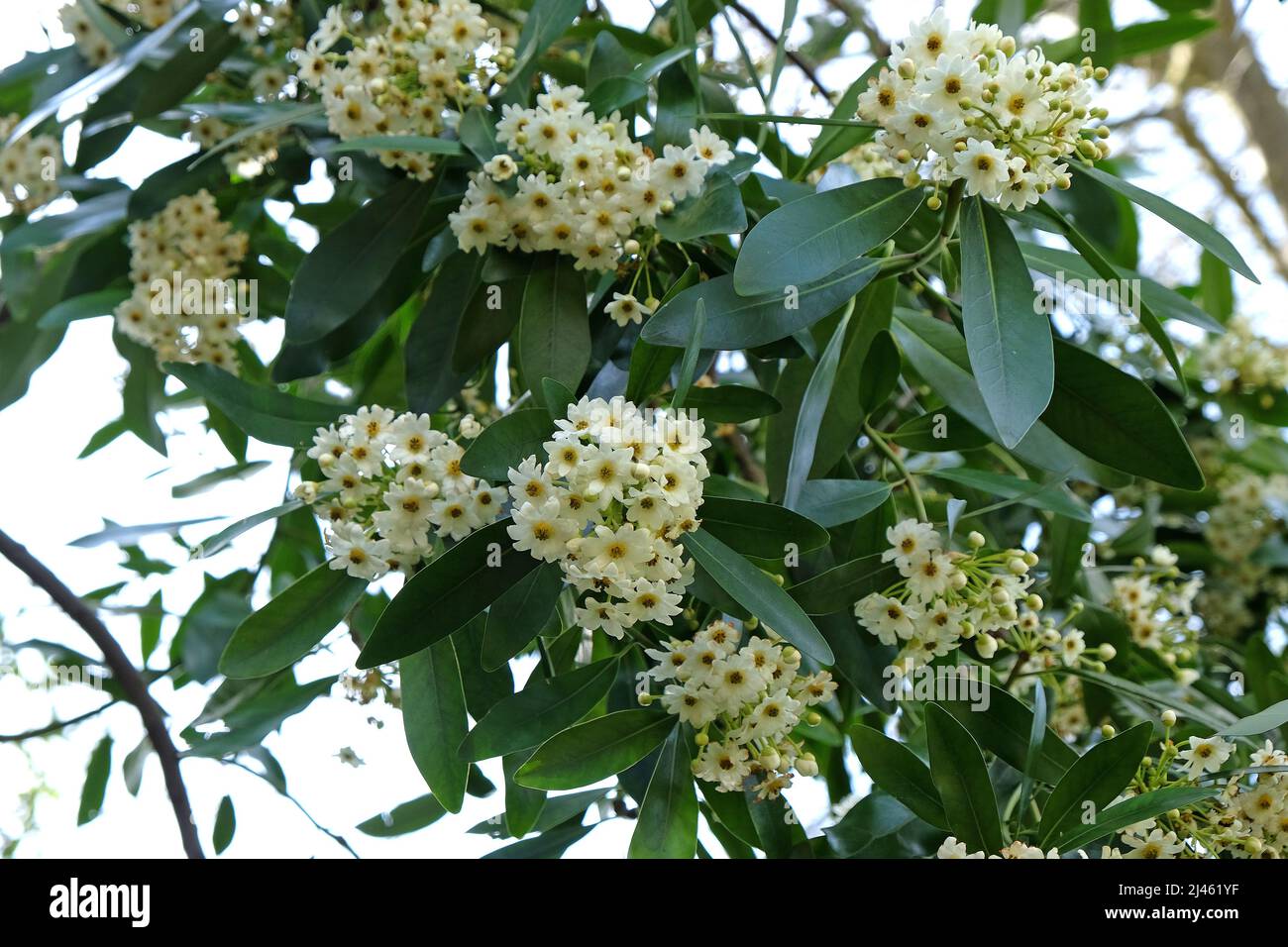 Drimys hi-res stock photography and images - Alamy