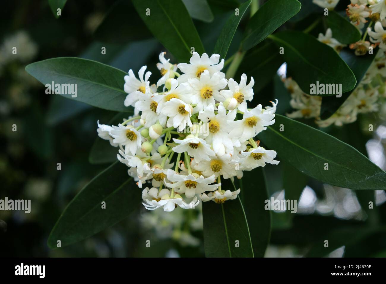 Drimys hi-res stock photography and images - Alamy