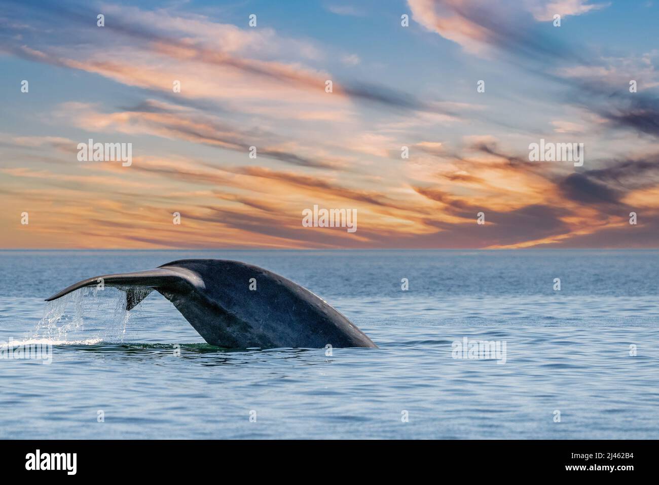 Blue Whale tail the biggest animal in the world at sunset in Loreto ...