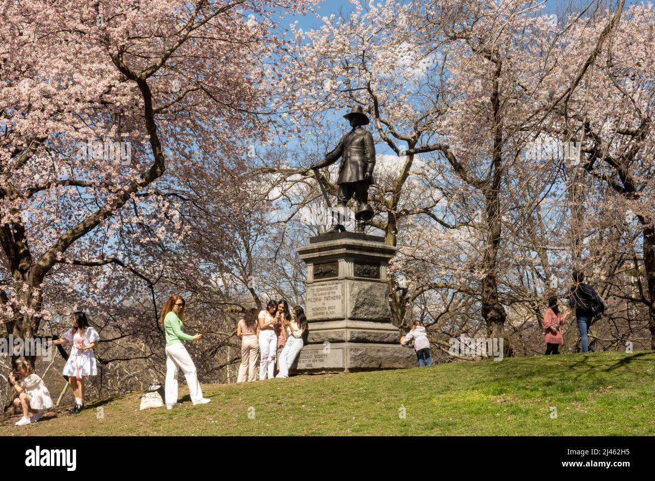 The statue on Pilgrim Hill is surrounded by blossoming Yoshino cherry ...