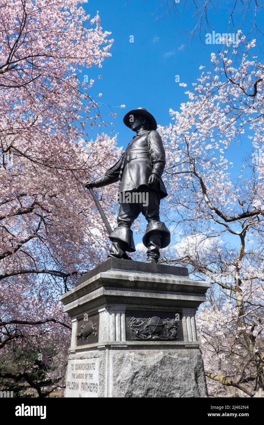 The statue on Pilgrim Hill is surrounded by blossoming Yoshino cherry ...