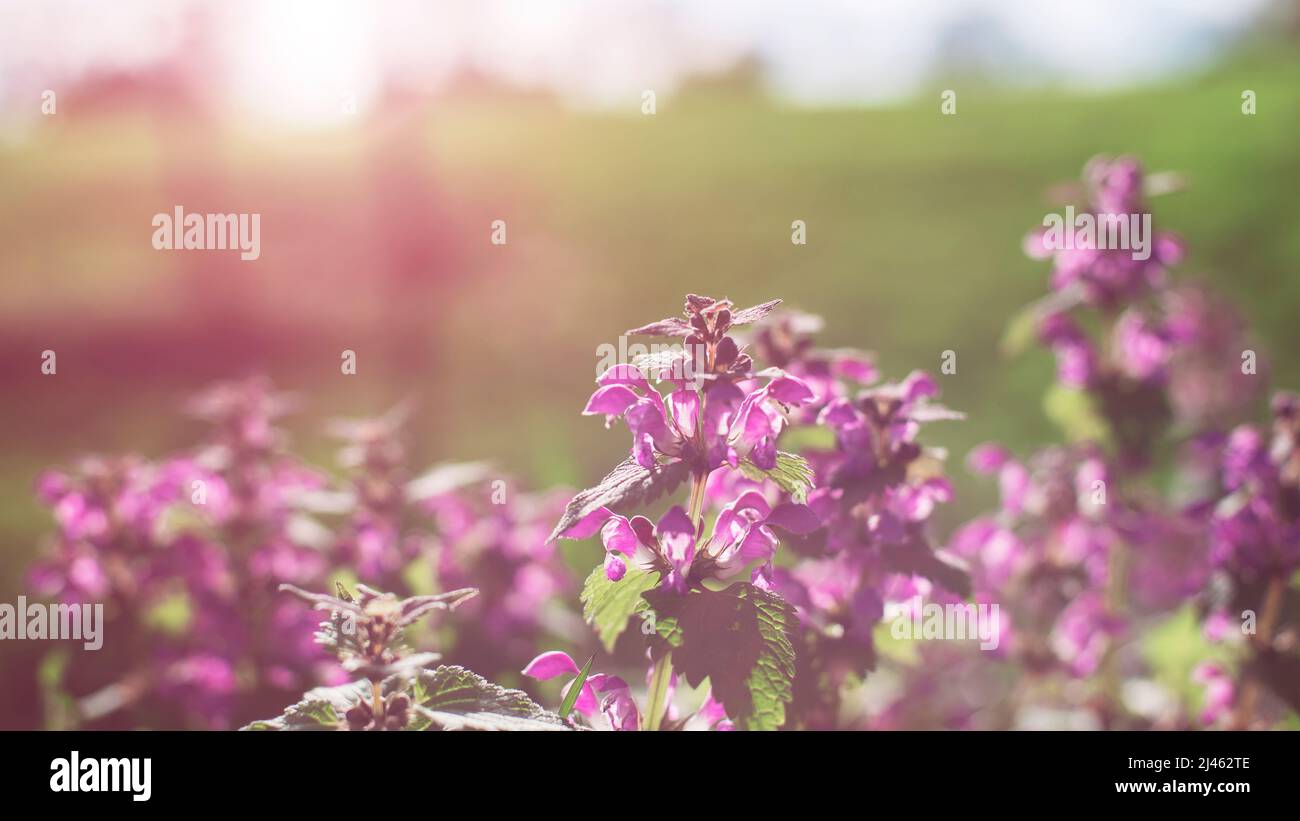 Spring background, beautiful catnip flowers, Nepeta x faasseni in ...