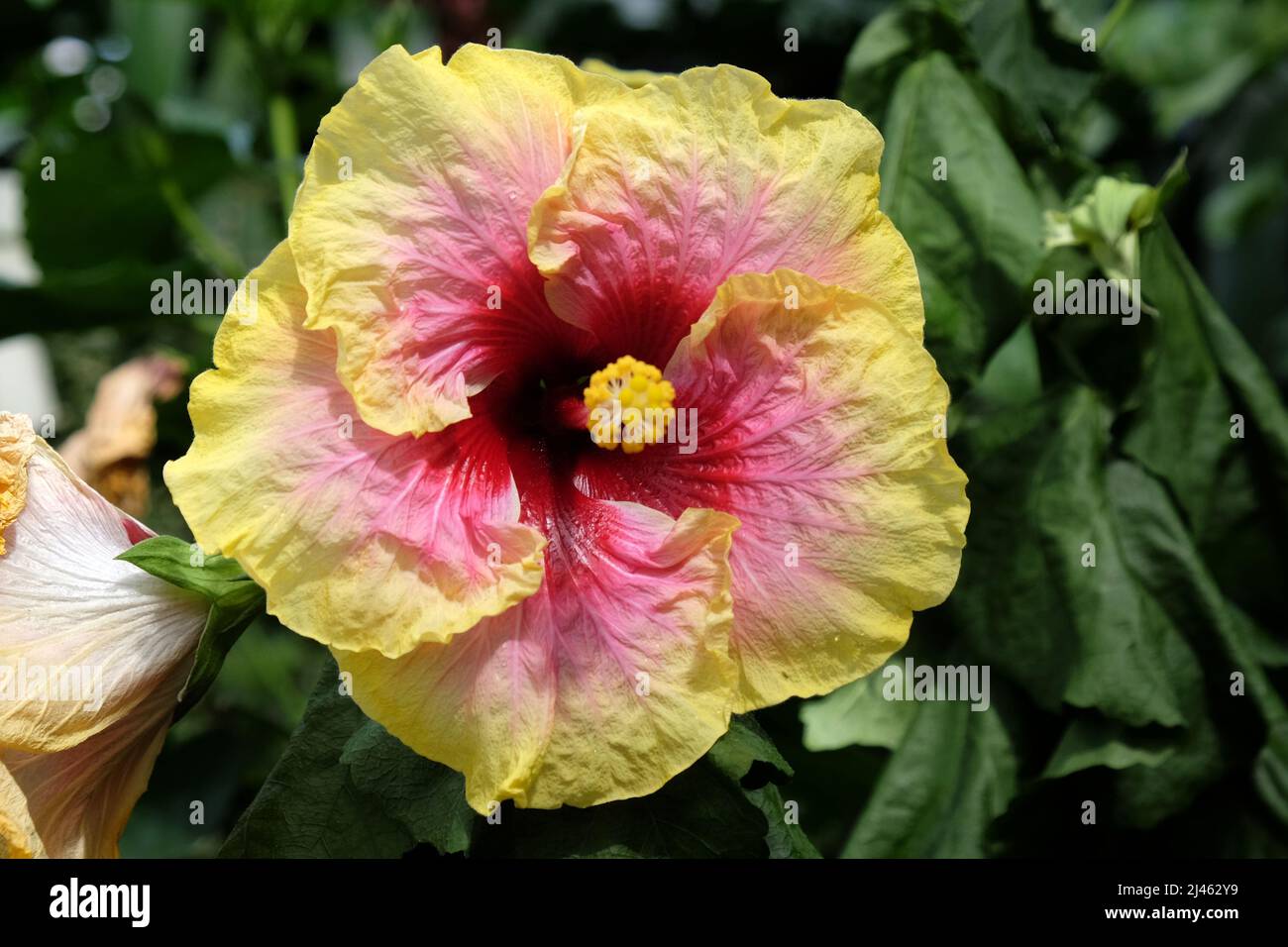 Tropical Hibiscus rosa sinensis Ôsimple pleasuresÕ in flower Stock ...