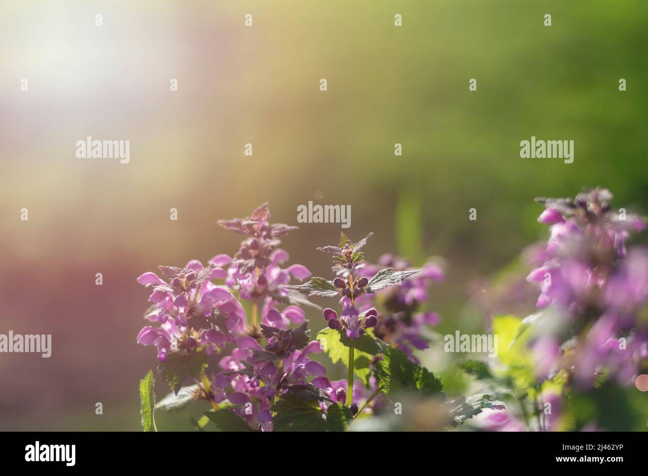 Beautiful catnip flowers, Nepeta x faasseni in sunlight. Spring ...