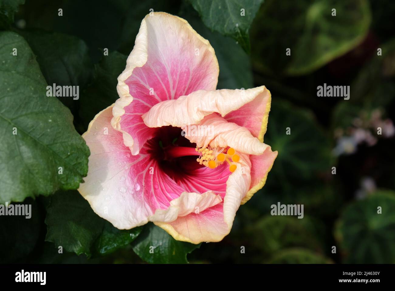 Tropical Hibiscus rosa sinensis Ôsimple pleasuresÕ in flower Stock ...